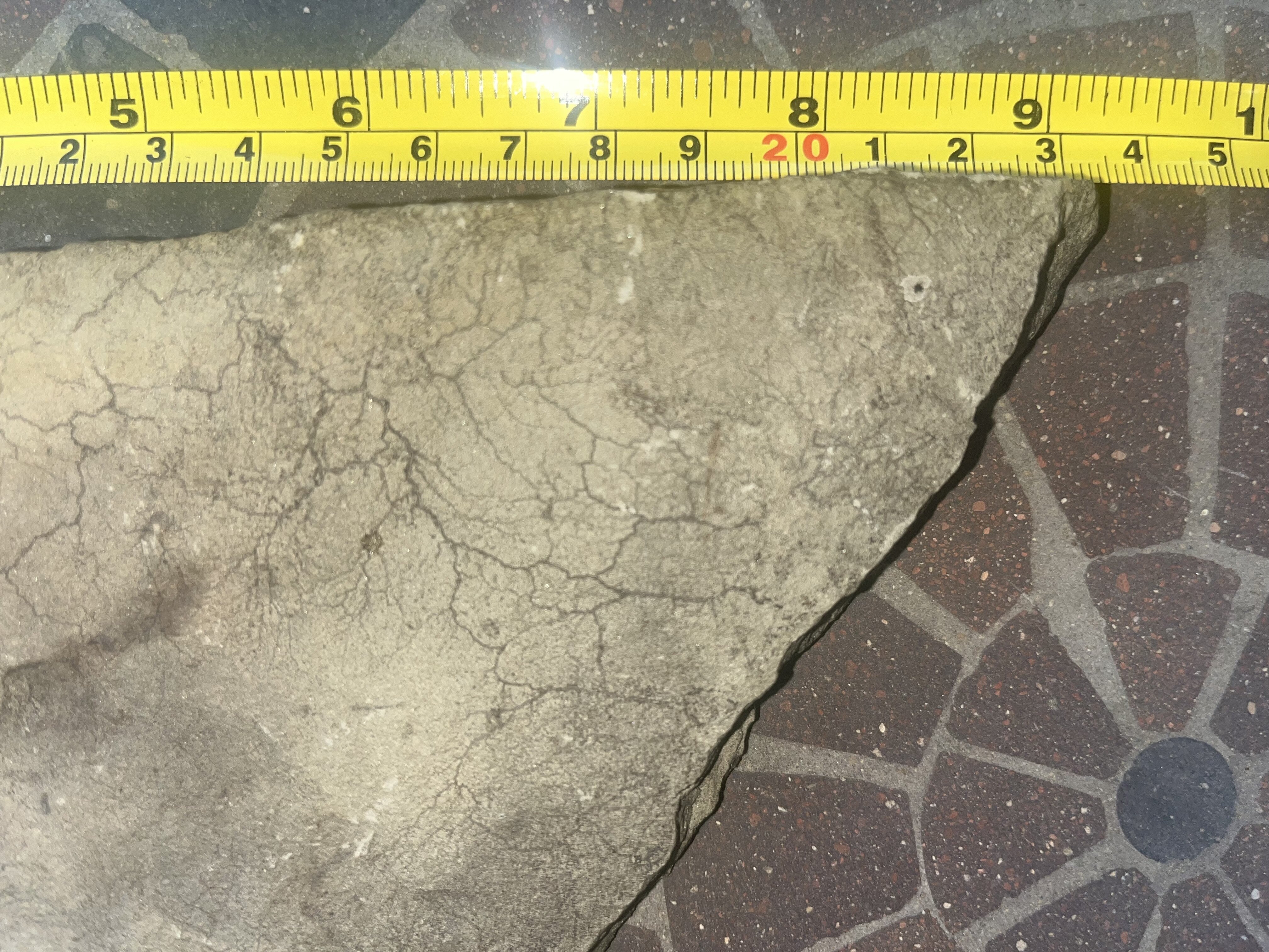 Mycelium? (NOT MODERN ROOTS) - Fossil ID - The Fossil Forum