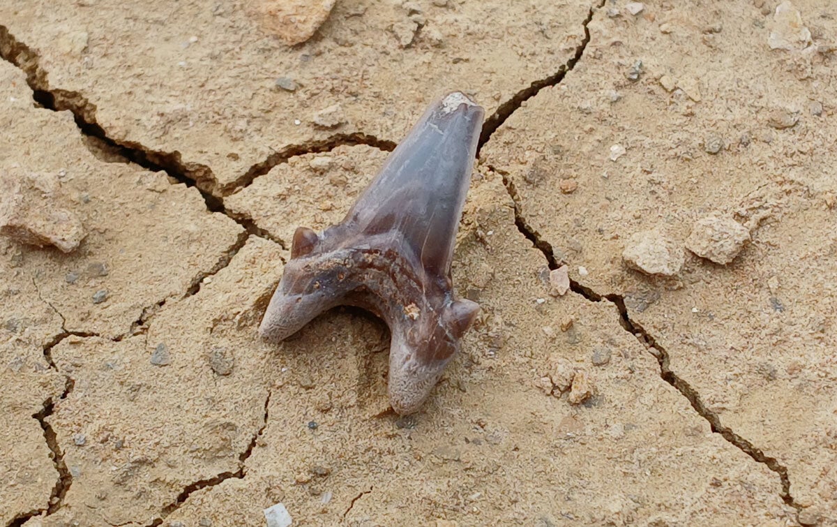 What is this Texas Albian shark tooth? - Fossil ID - The Fossil Forum