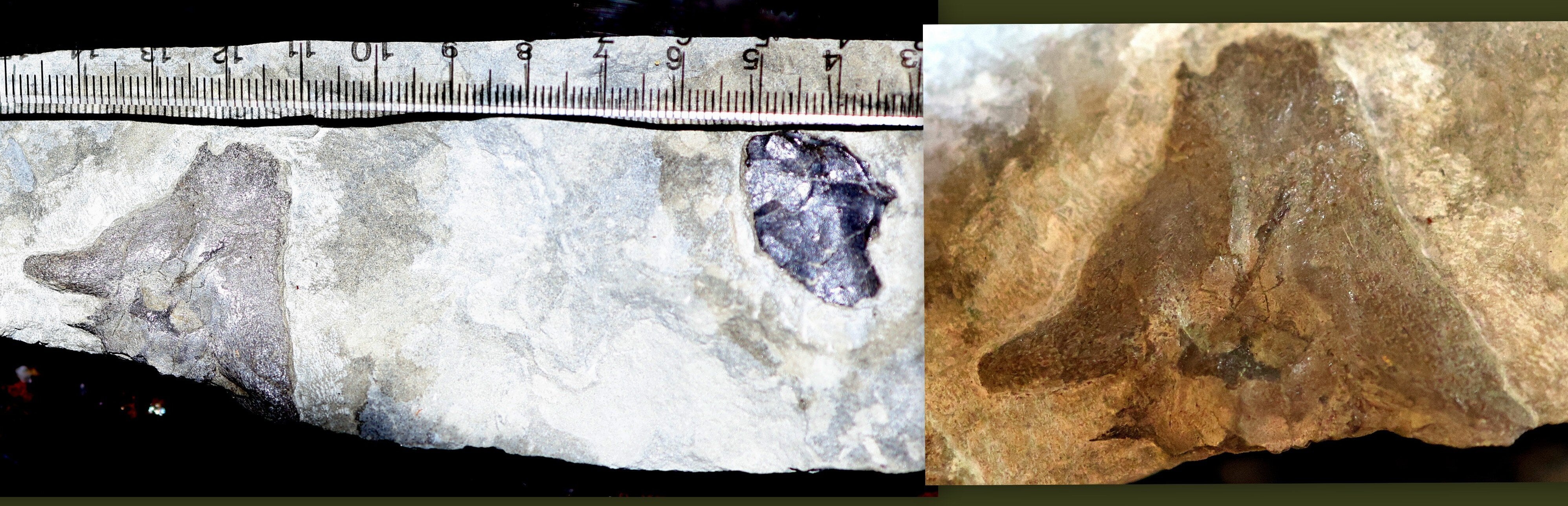 Help With Devonian Fish in Central Iowa - Fossil ID - The Fossil Forum
