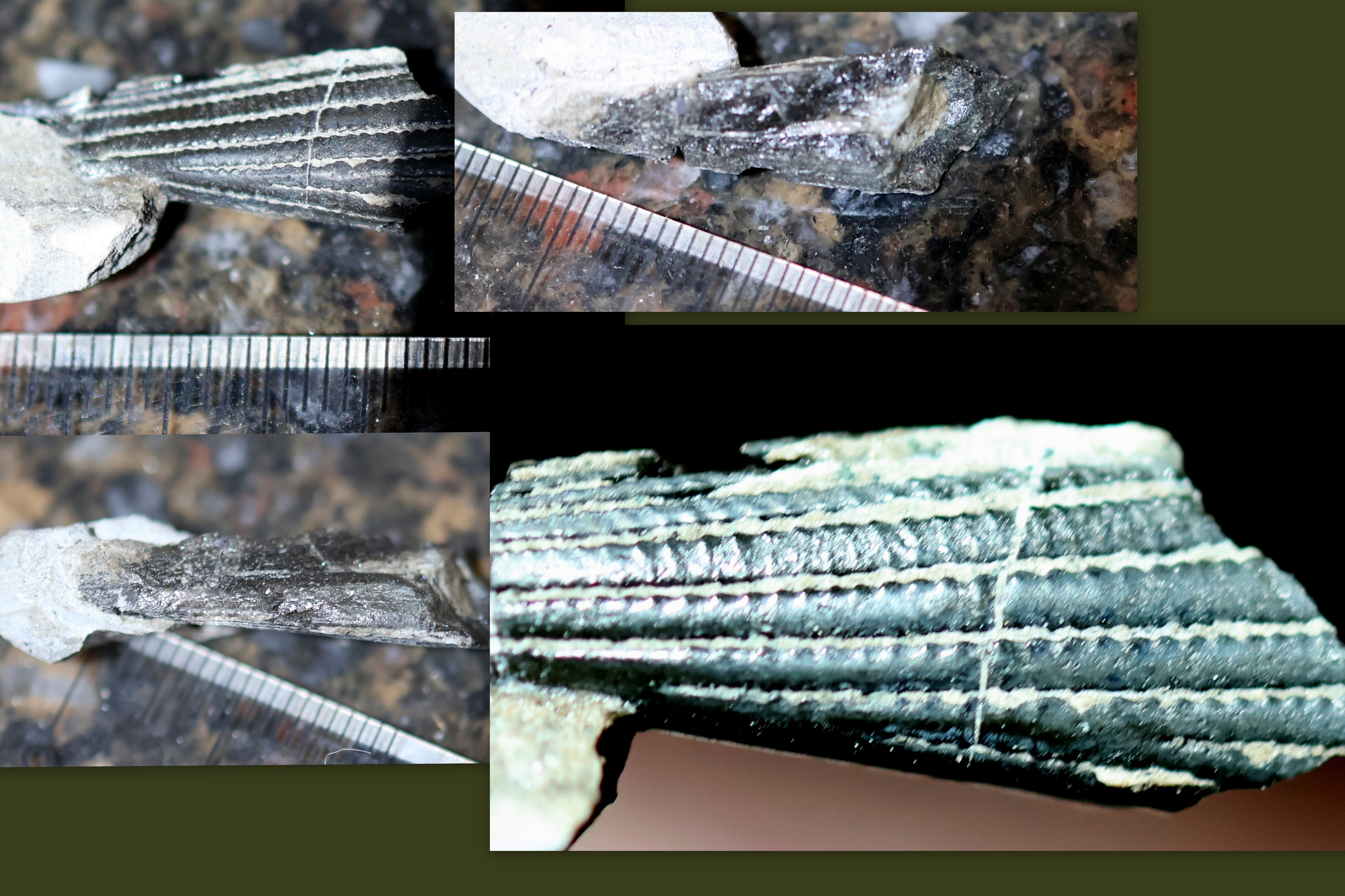 Help With Devonian Fish in Central Iowa - Fossil ID - The Fossil Forum