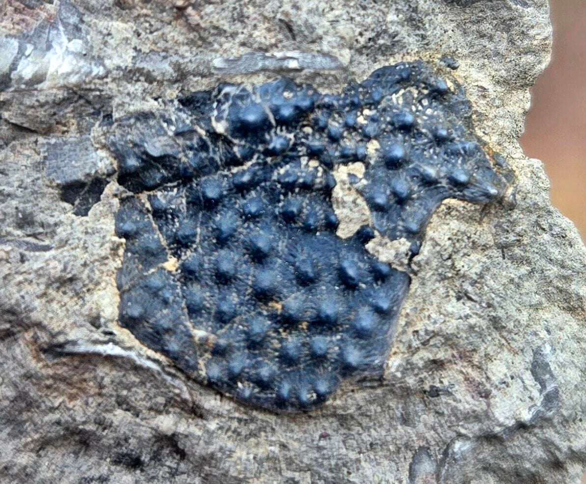 Possible Placoderm? - Fossil ID - The Fossil Forum