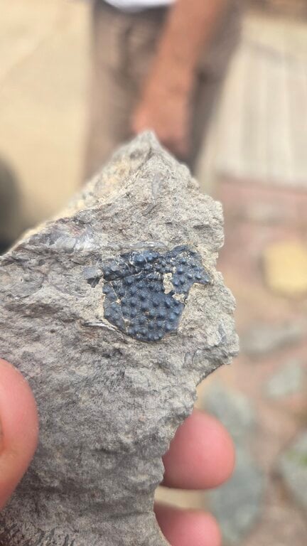 Possible Placoderm? - Fossil ID - The Fossil Forum