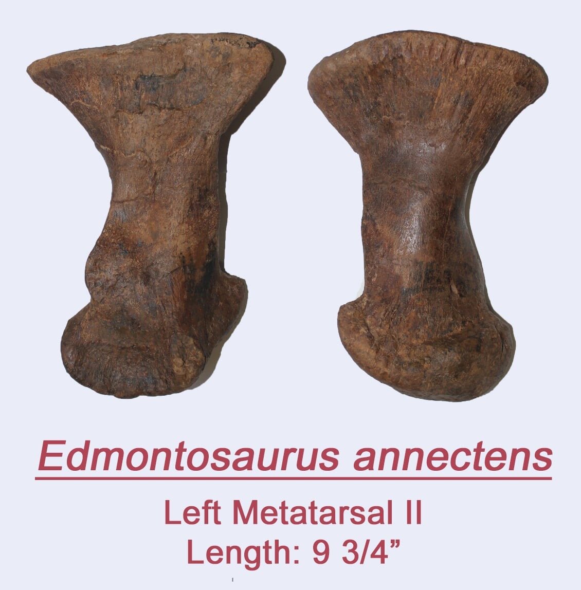 T. rex metatarsal proximal end (better photos for identification ...