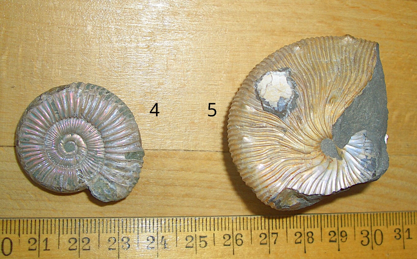 Some cretaceous ammonoidea from Madagaskar, and one American? - Fossil ...