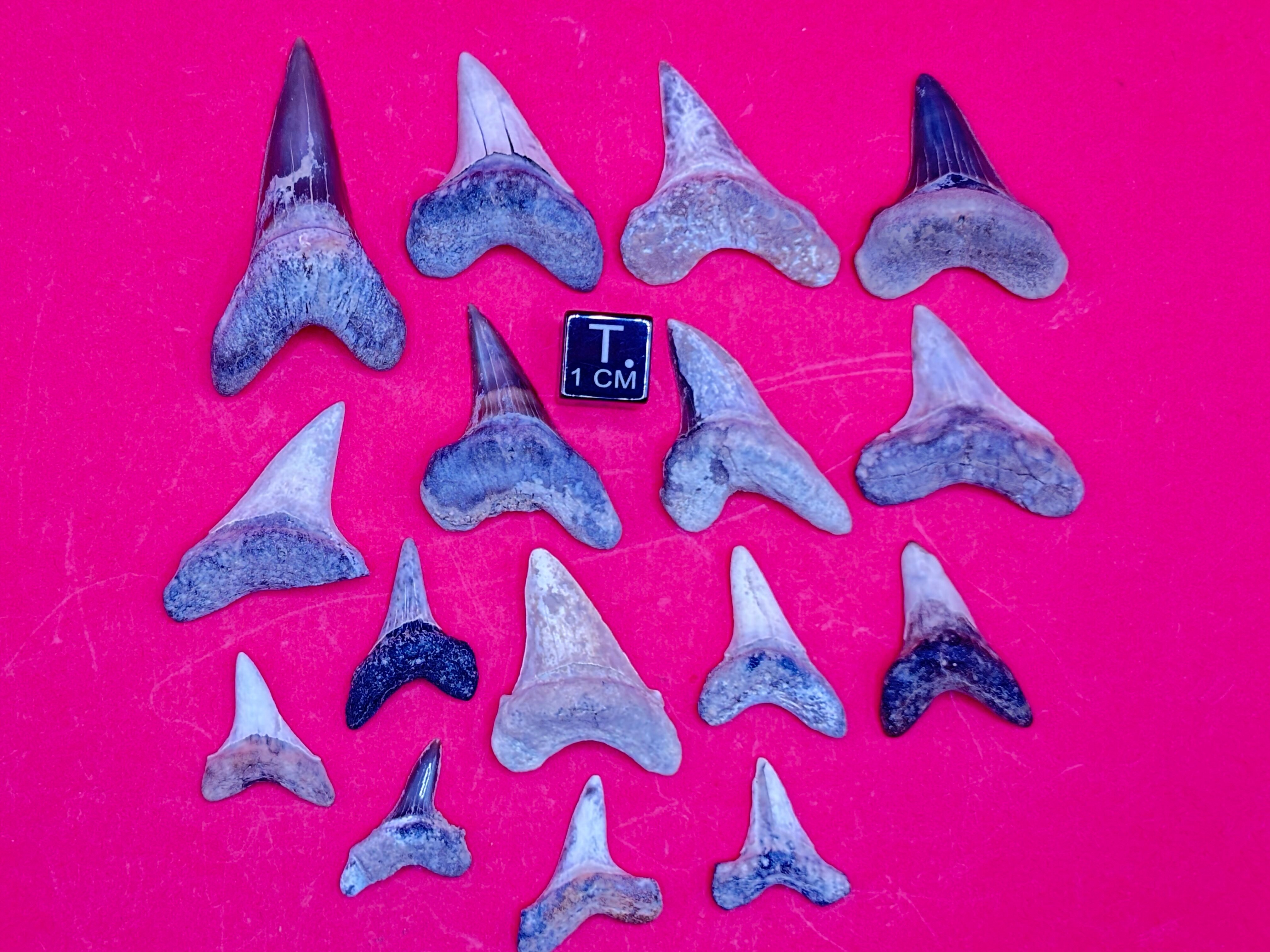 Shark Teeth ID - Fossil ID - The Fossil Forum