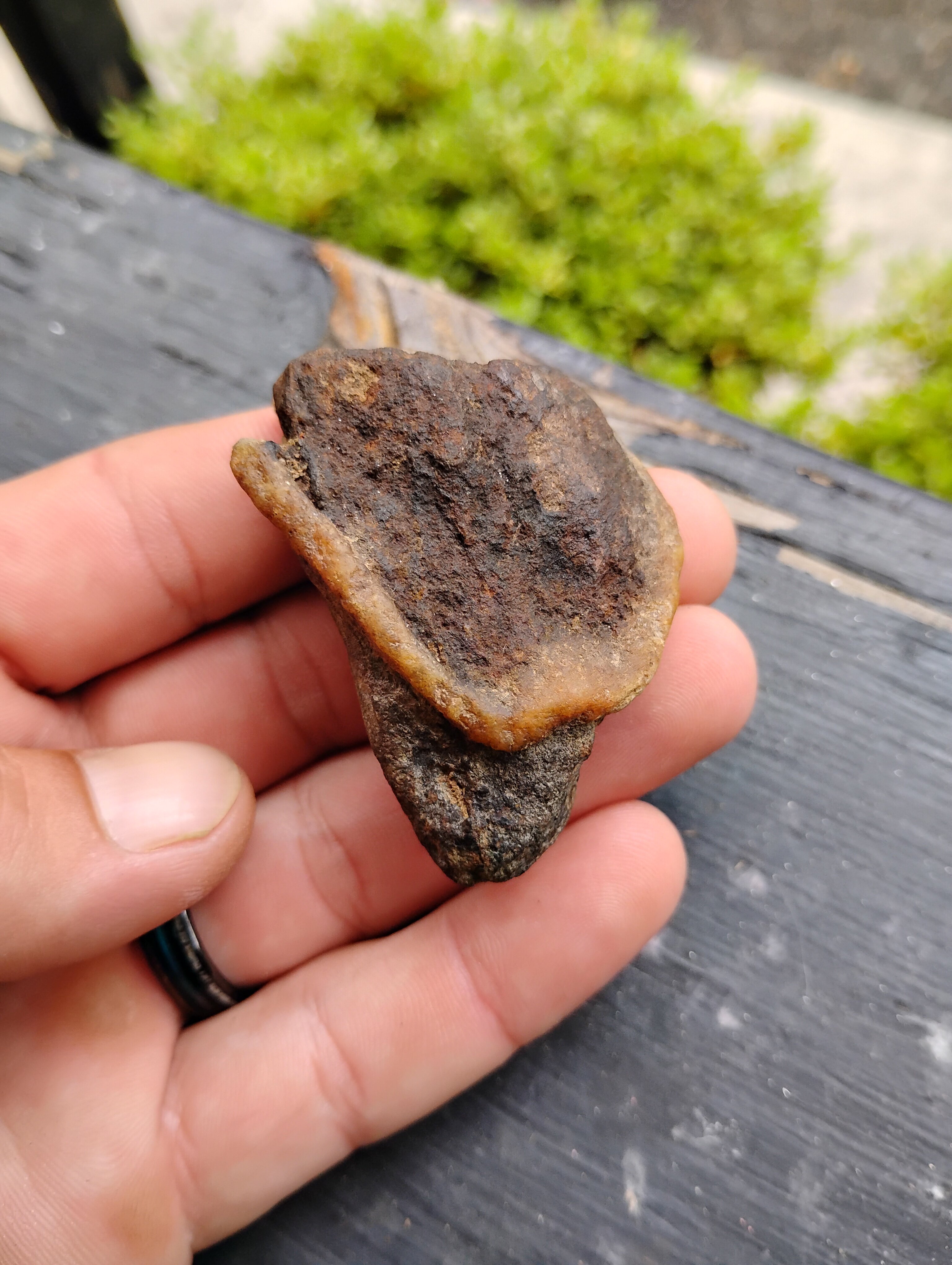 Tooth - Fossil ID - The Fossil Forum