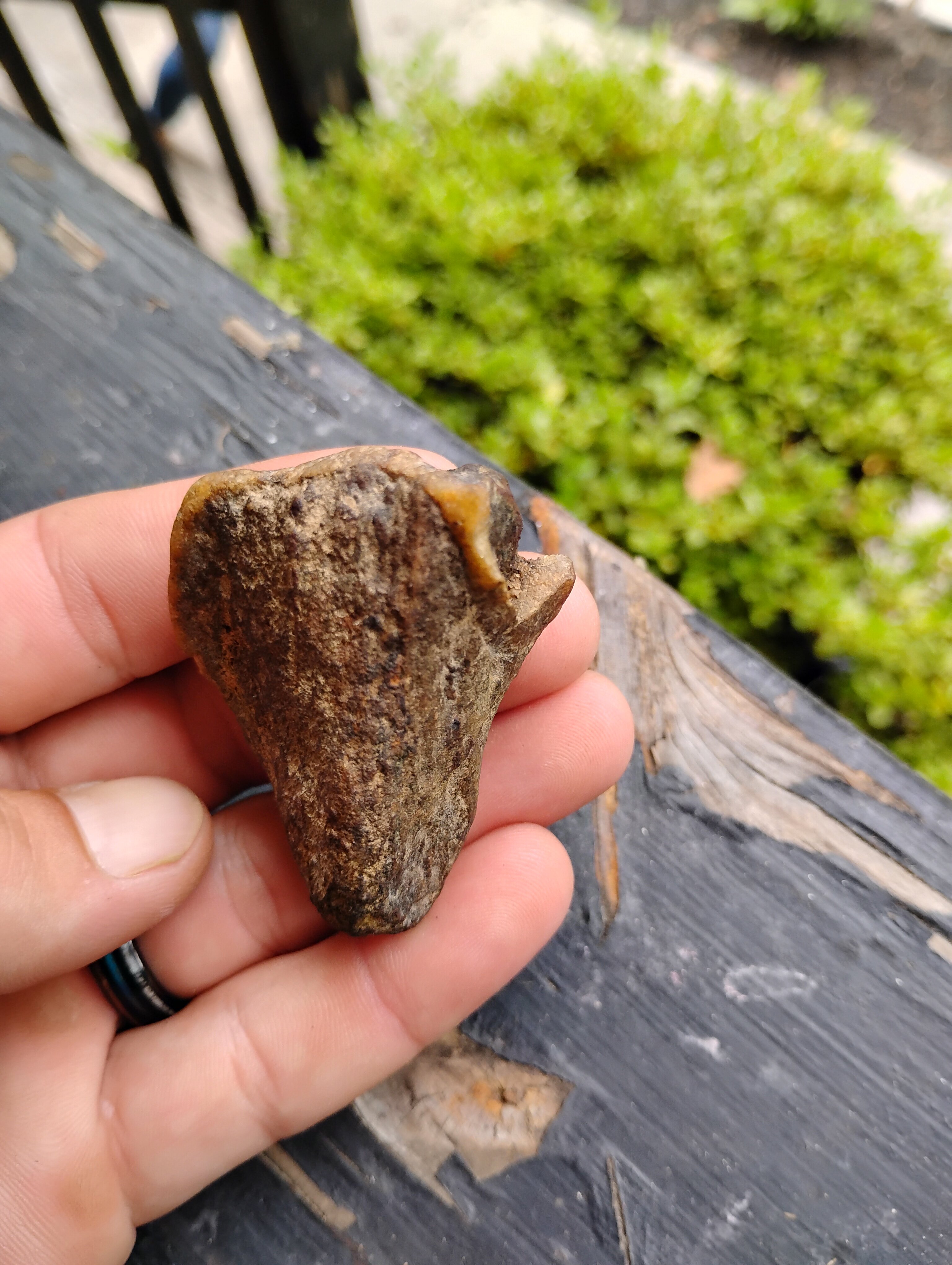 Tooth - Fossil ID - The Fossil Forum
