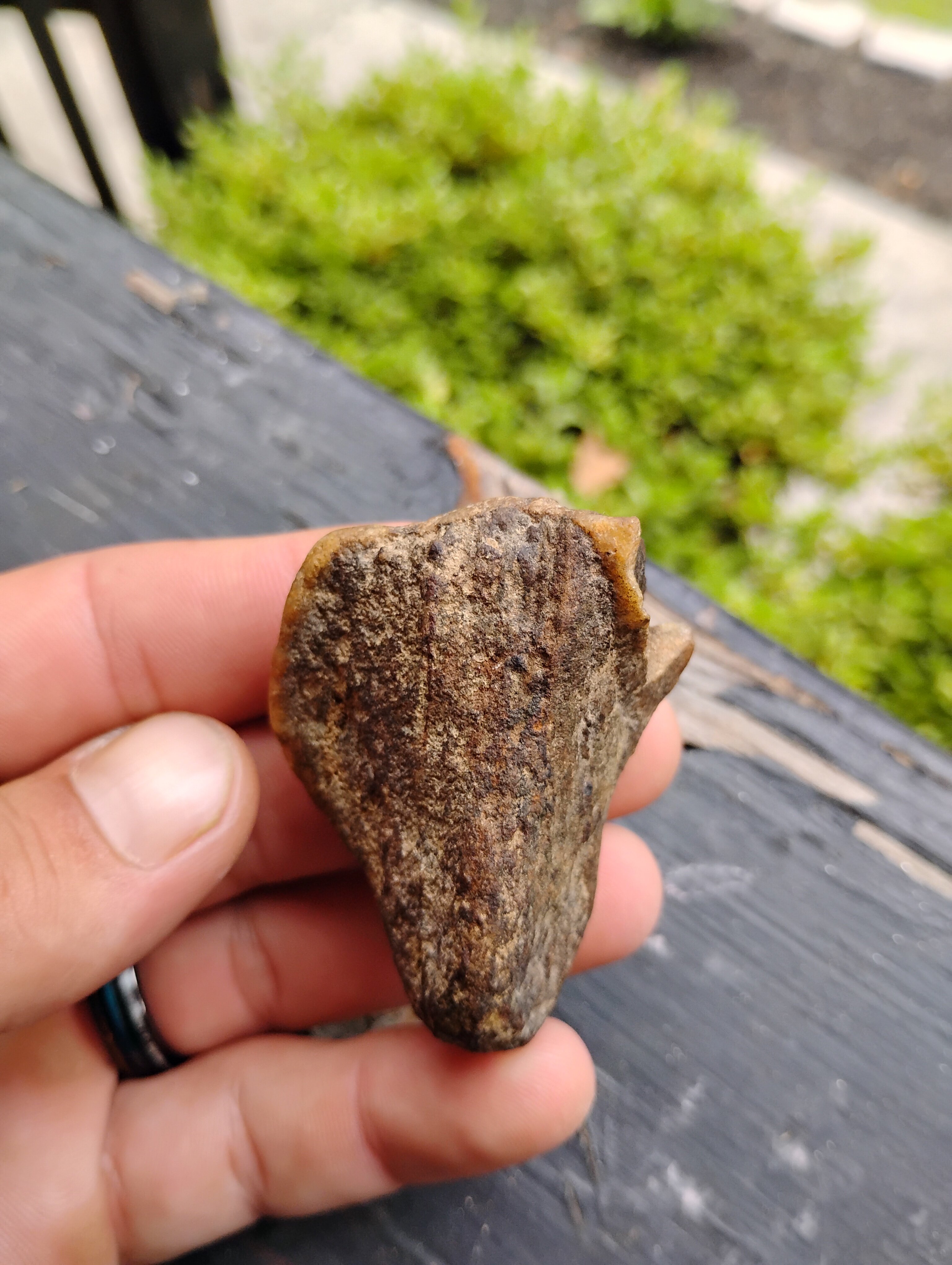 Tooth - Fossil ID - The Fossil Forum