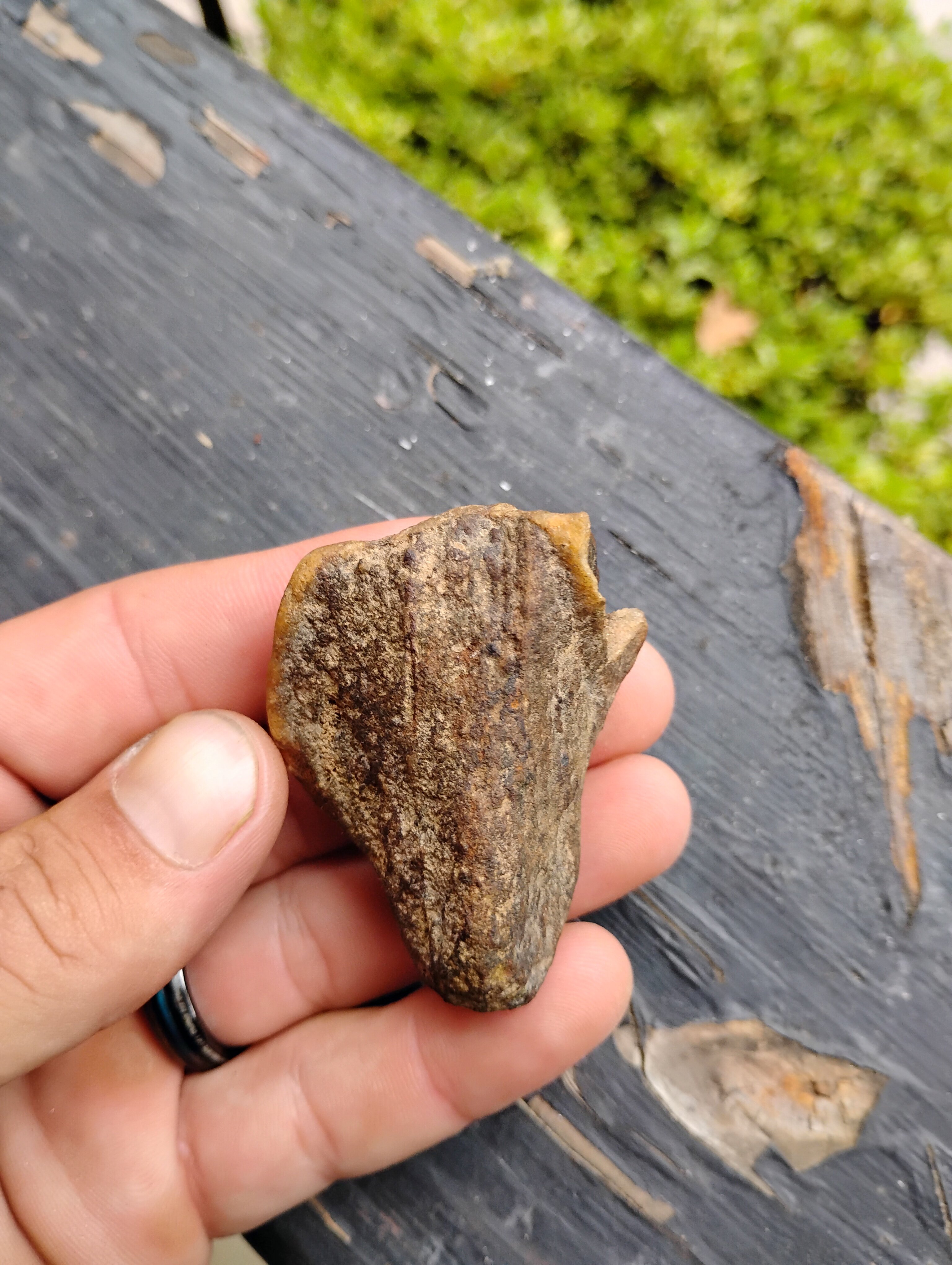 Tooth - Fossil ID - The Fossil Forum