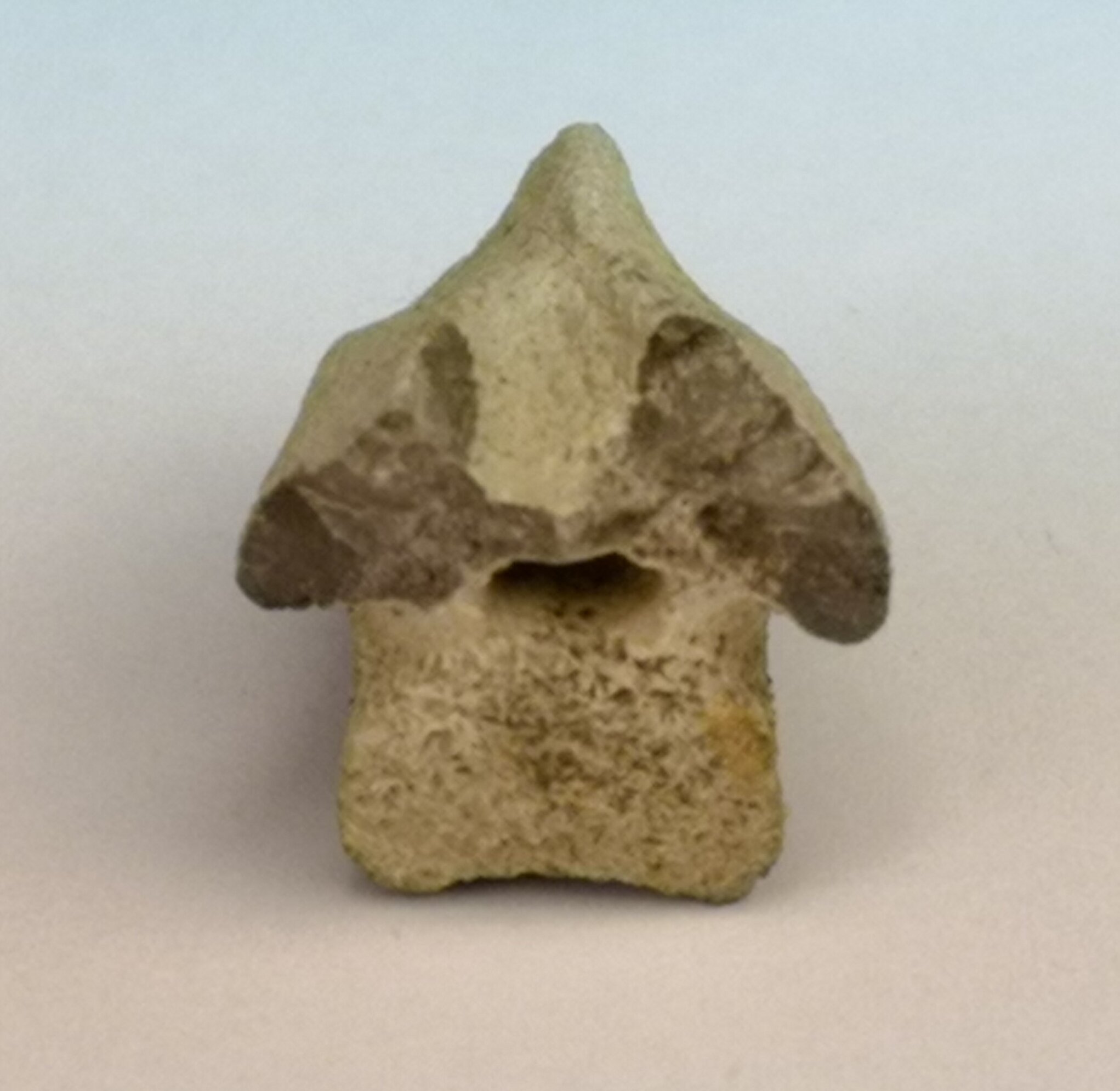 Fossil ID of Vertebra? and teeth from Hell Creek - Fossil ID - The ...