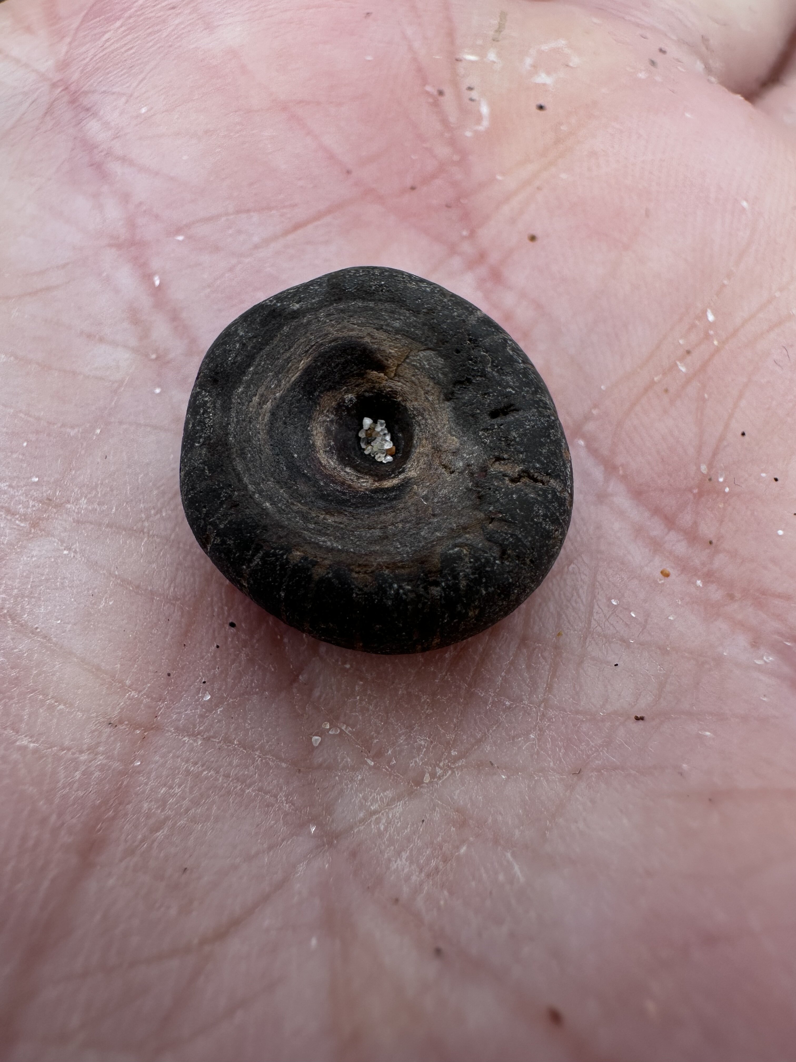 Is this a bony fish vertebra? - Fossil ID - The Fossil Forum