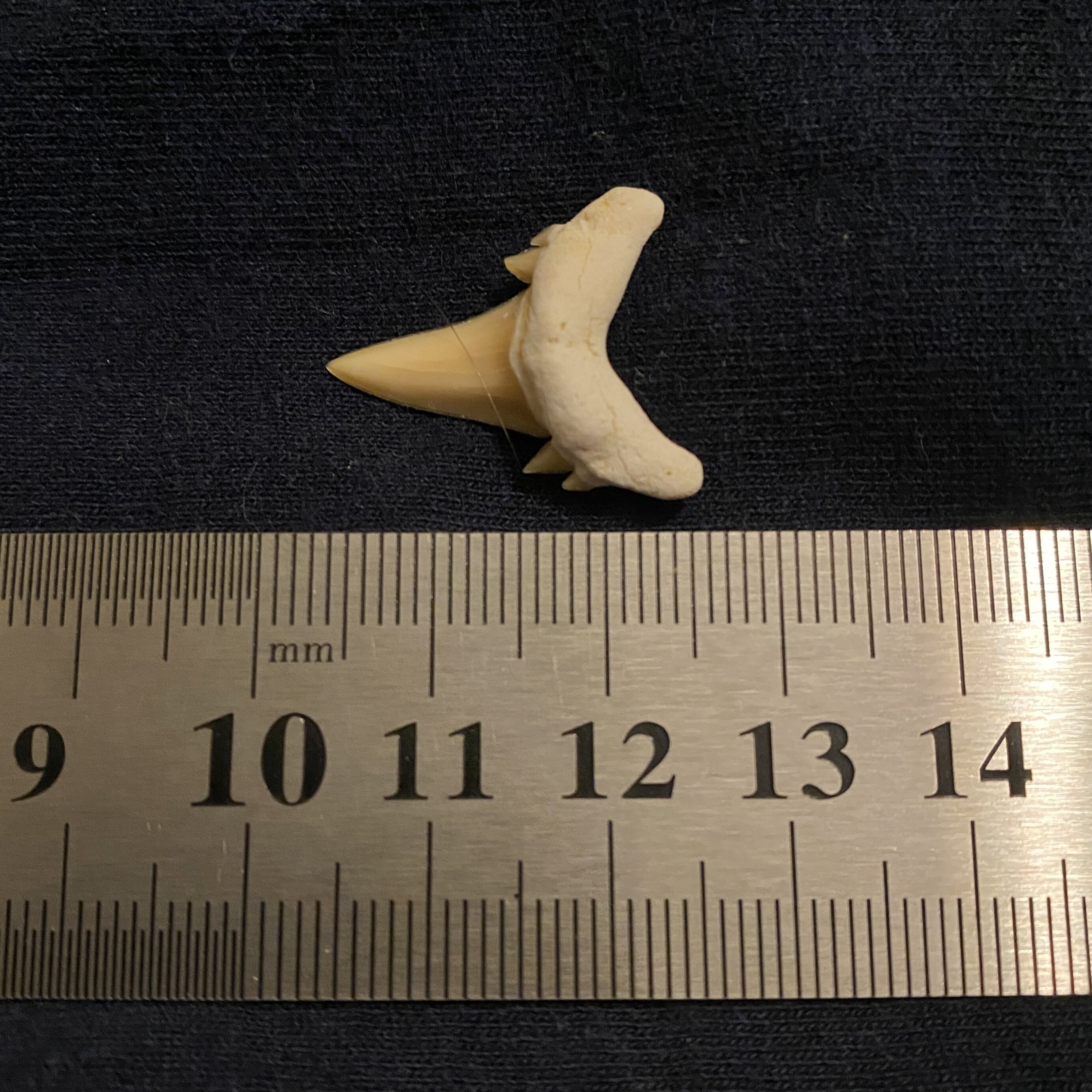 Shark tooth ID, Massachusetts - Fossil ID - The Fossil Forum