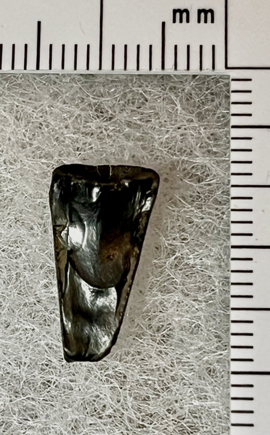 Mosasaur Tooth? - Fossil ID - The Fossil Forum