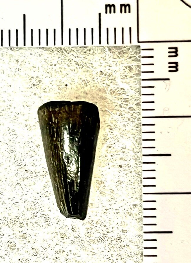 Mosasaur Tooth? - Fossil ID - The Fossil Forum