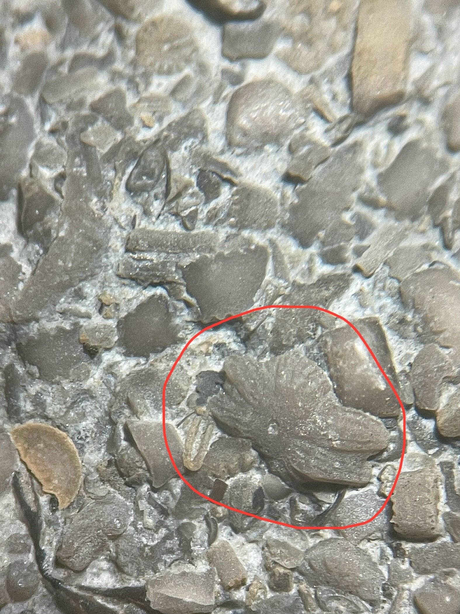 Hungry Hollow finds - Need assistance ID'ing PT2 - Fossil ID - The ...