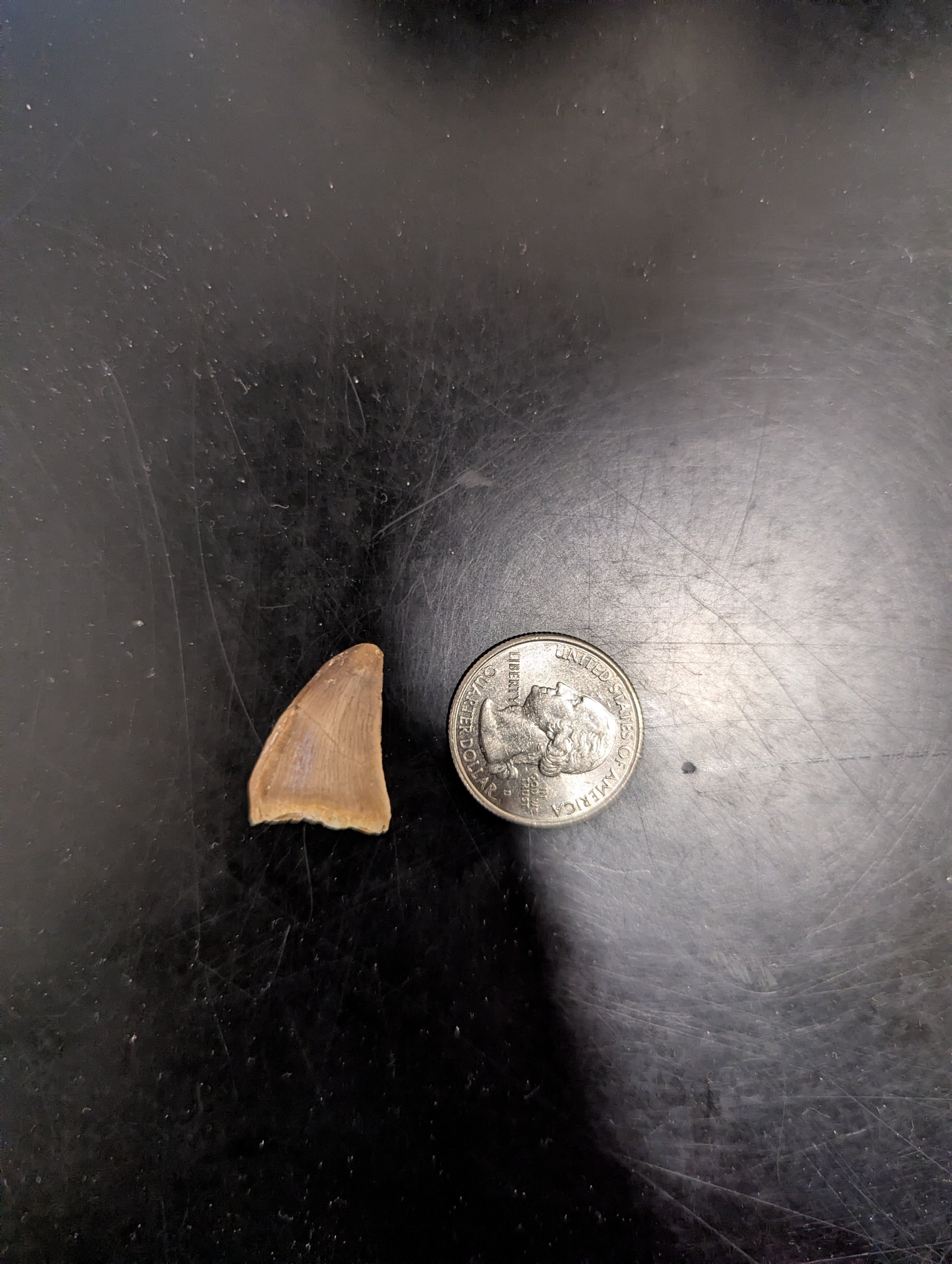 ID help: Small, dark pathological mosasaur tooth crown with deep ...