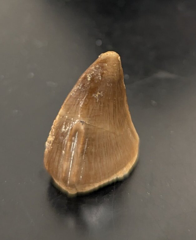 ID help: Small, dark pathological mosasaur tooth crown with deep ...
