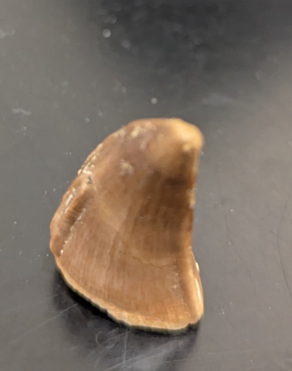 ID help: Small, dark pathological mosasaur tooth crown with deep ...