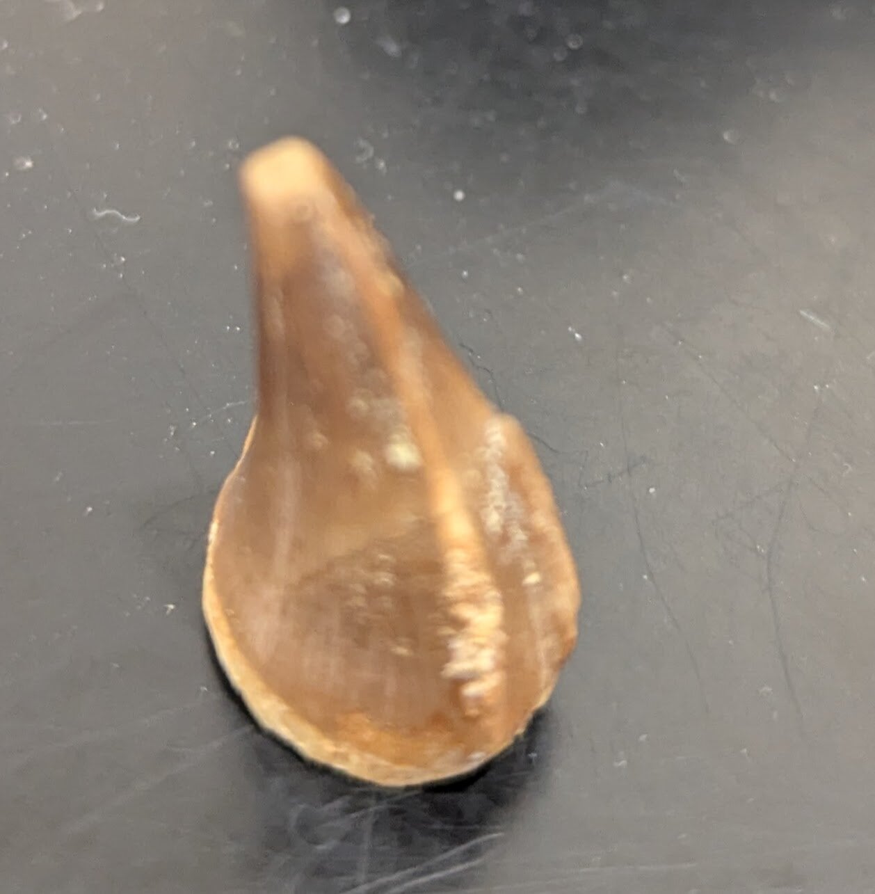 ID help: Small, dark pathological mosasaur tooth crown with deep ...