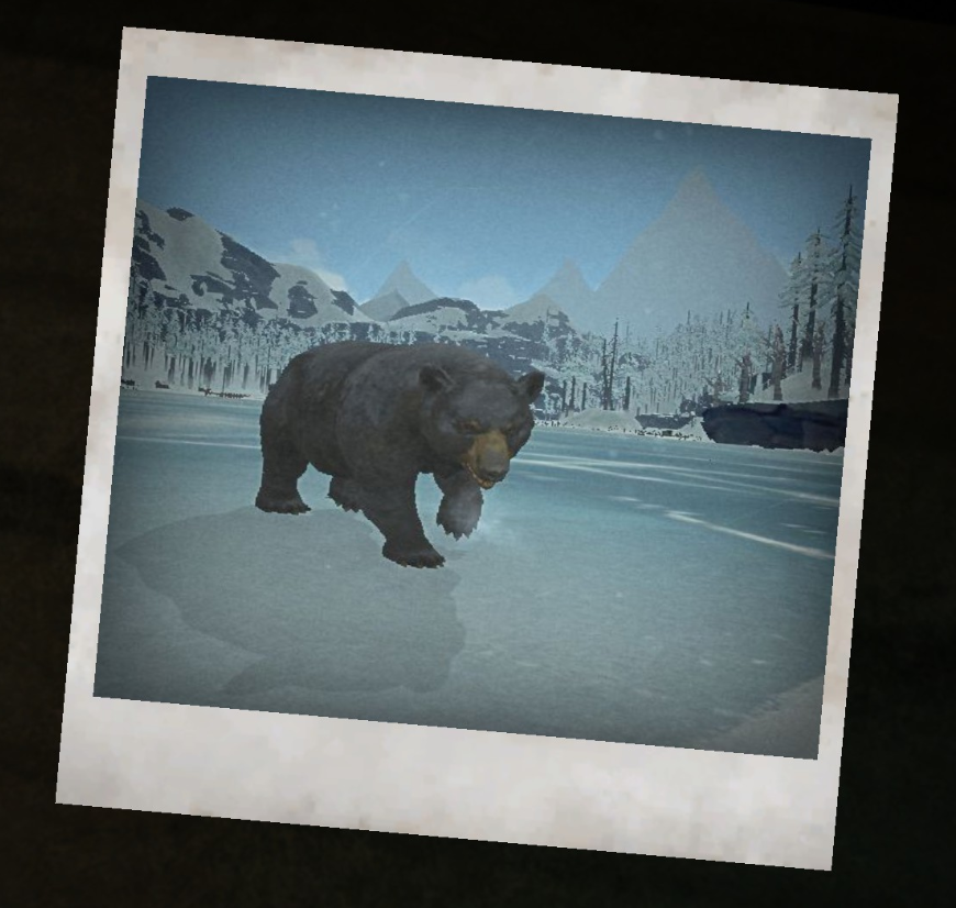 Hello Mr. Bear - Wilderness Photography - Hinterland Forums