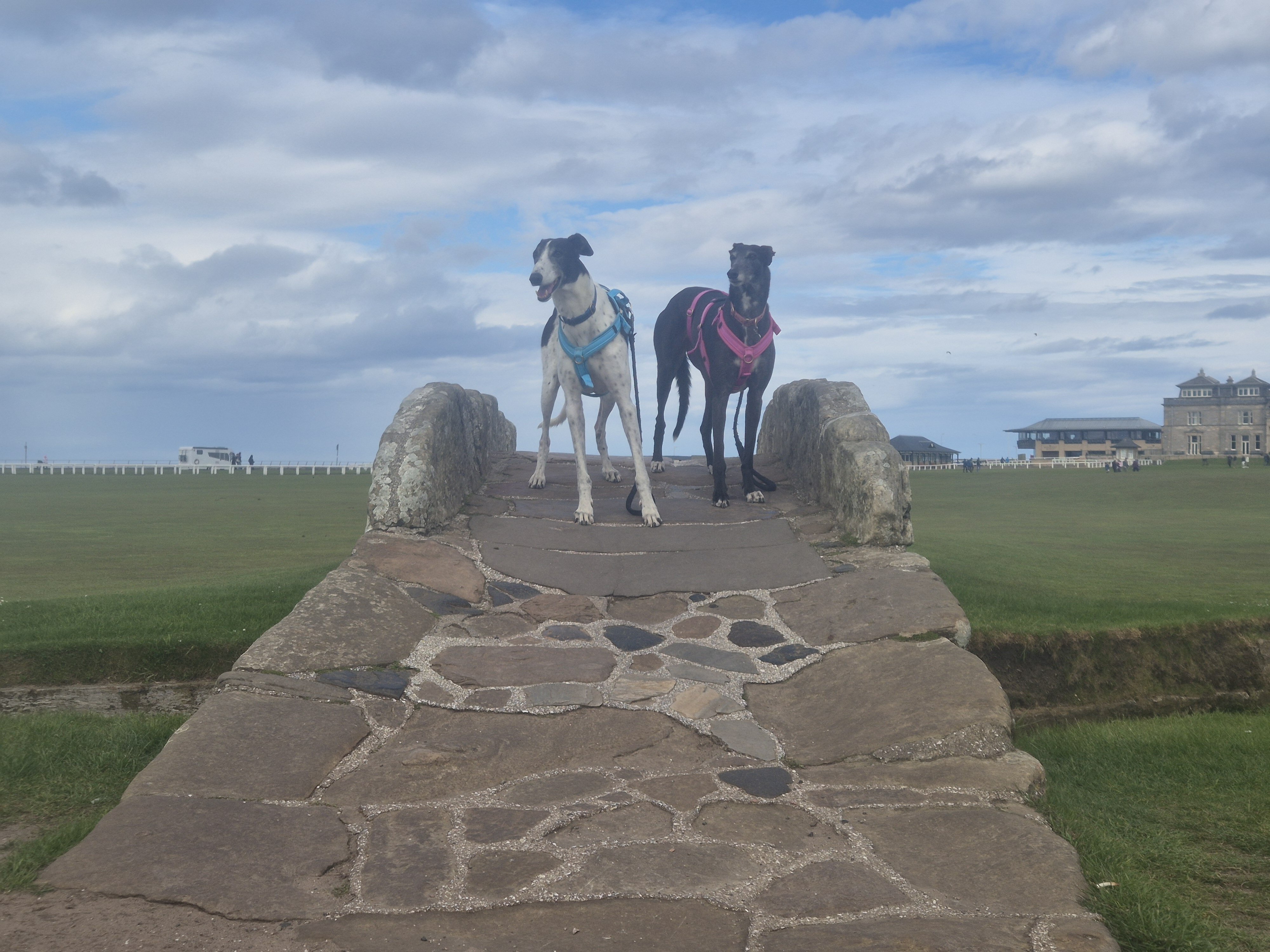 SHOW US YOUR DOGS! - Page 315 - The General Nonsense Forum - Pie & Bovril