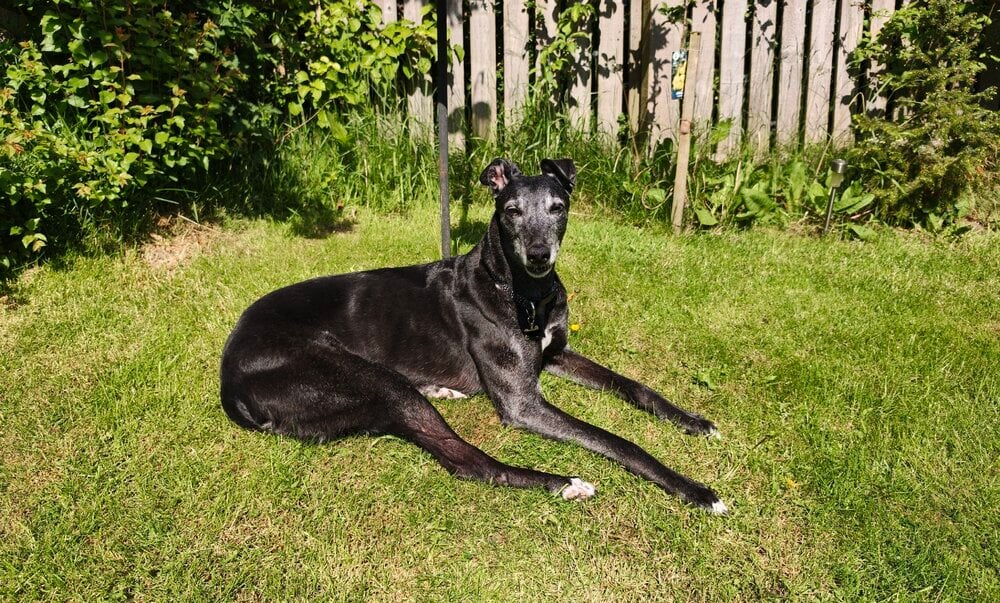 SHOW US YOUR DOGS! - Page 315 - The General Nonsense Forum - Pie & Bovril