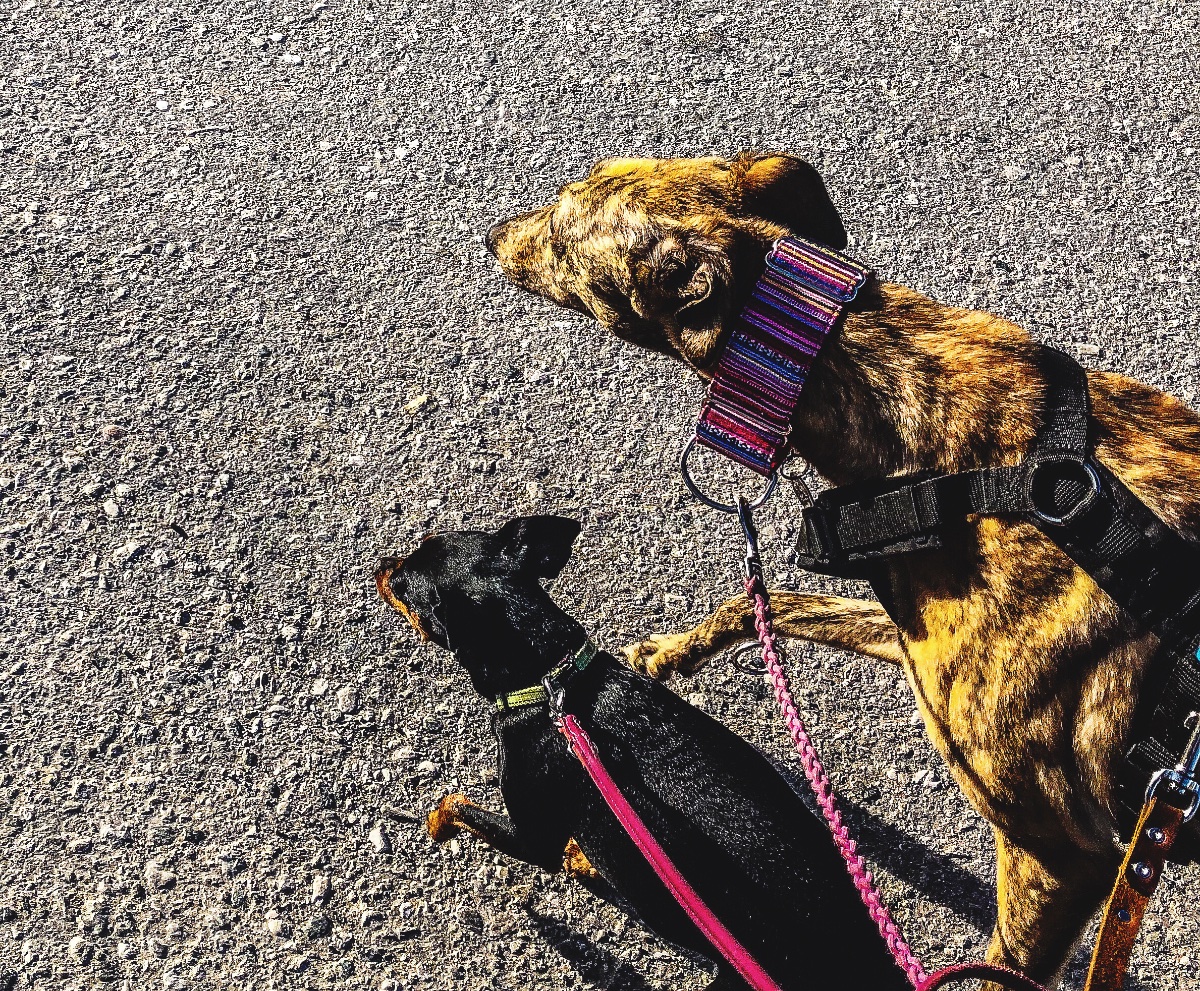 Introducing Greyhounds and small dogs - Training and Behavior ...