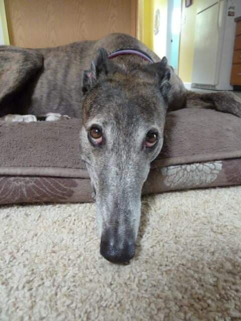 My Greyhound killed a kangaroo - Training and Behavior discussion ...