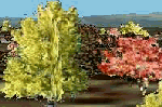 FS2002 Scenery--Cherry Blossom Texture 2002 - FS2002 Scenery ...