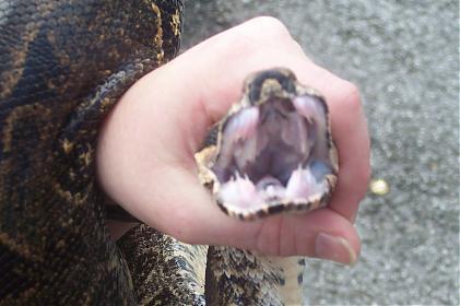 Caribbean Venomous Snakes - Carnival Cruise Lines - Cruise Critic Community