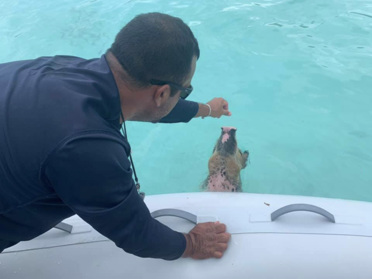 Coco Cay - swimming with the pigs - Royal Caribbean International ...