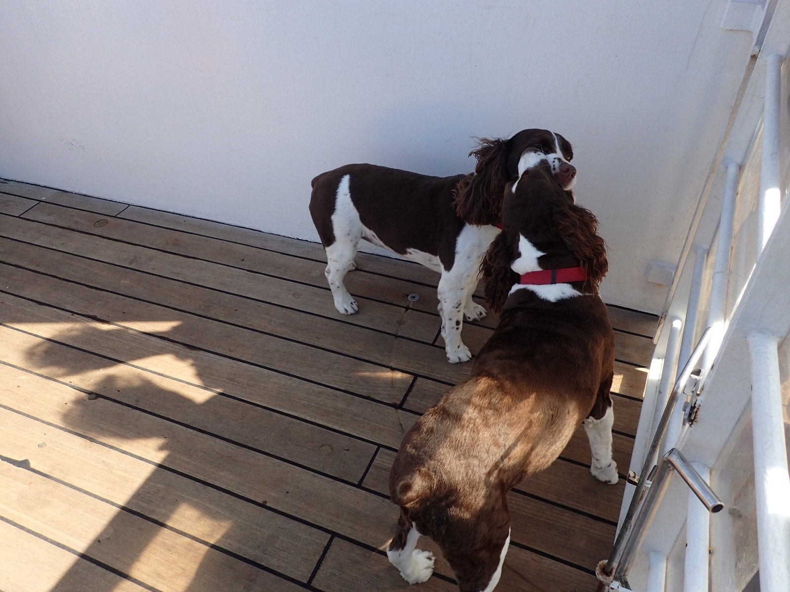 Dog's travelling on the Queen Mary 2 - Cruise Critic Community