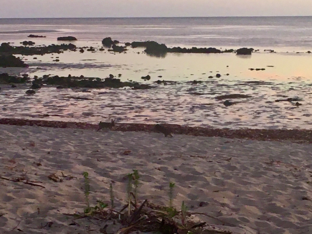 What makes ''the beach'' so great too you I know what is is for me ...