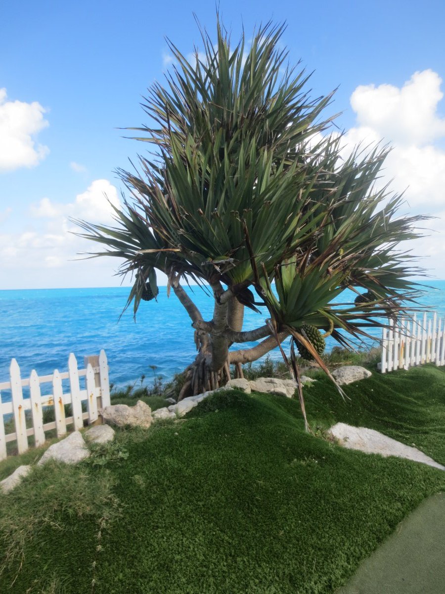 Mini golf at Royal Navy Dockyard - Bermuda - Cruise Critic Community