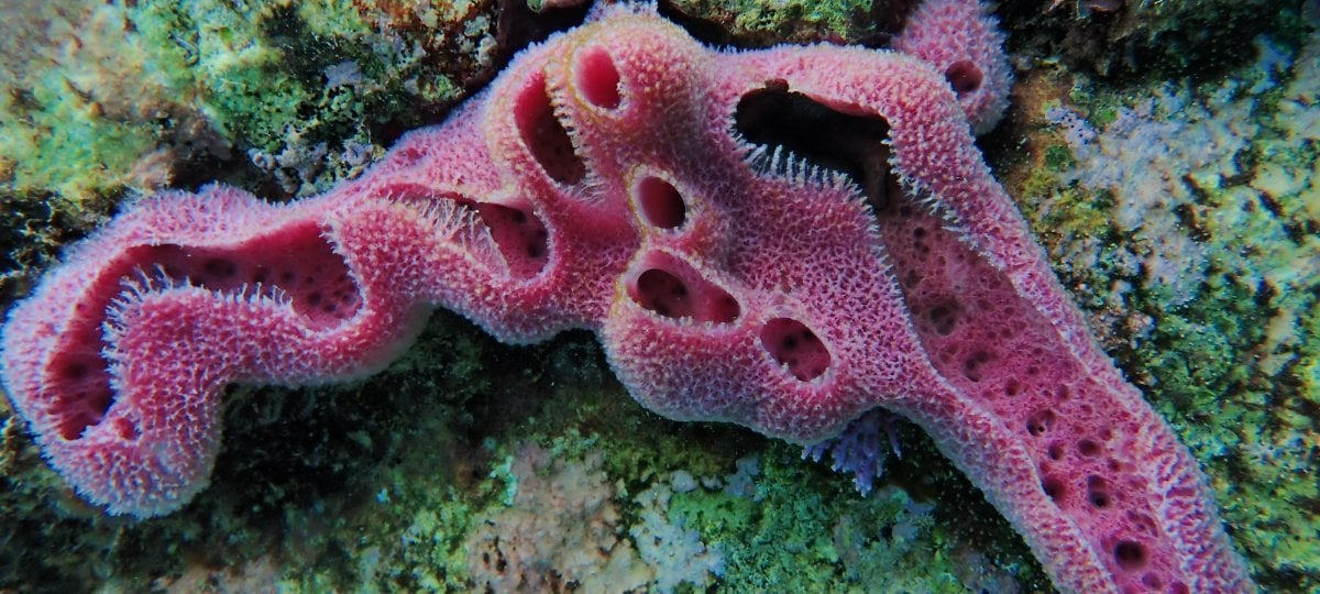 Snorkeling-Money Bar or Sky Reef? - Cozumel - Cruise Critic Community