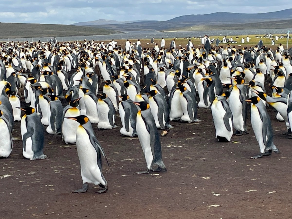 Bluff Cove Lagoon Tour - Falkland Islands - South America - Cruise ...