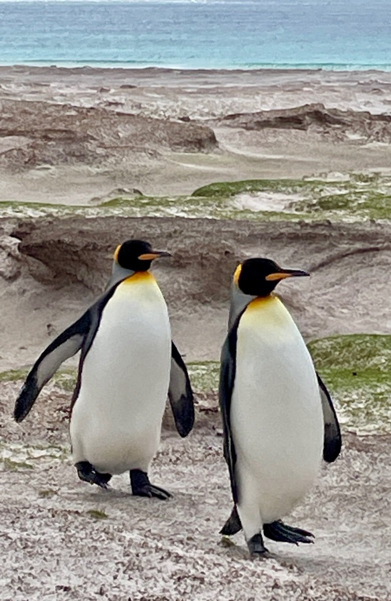 Bluff Cove Lagoon Tour - Falkland Islands - South America - Cruise ...