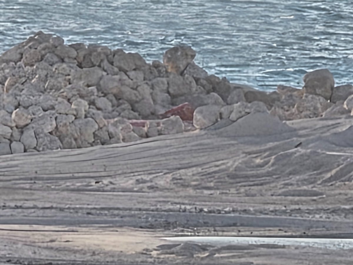Second berth, new 'Little Cay' at Ocean Cay MSC Marine Reserve - MSC ...
