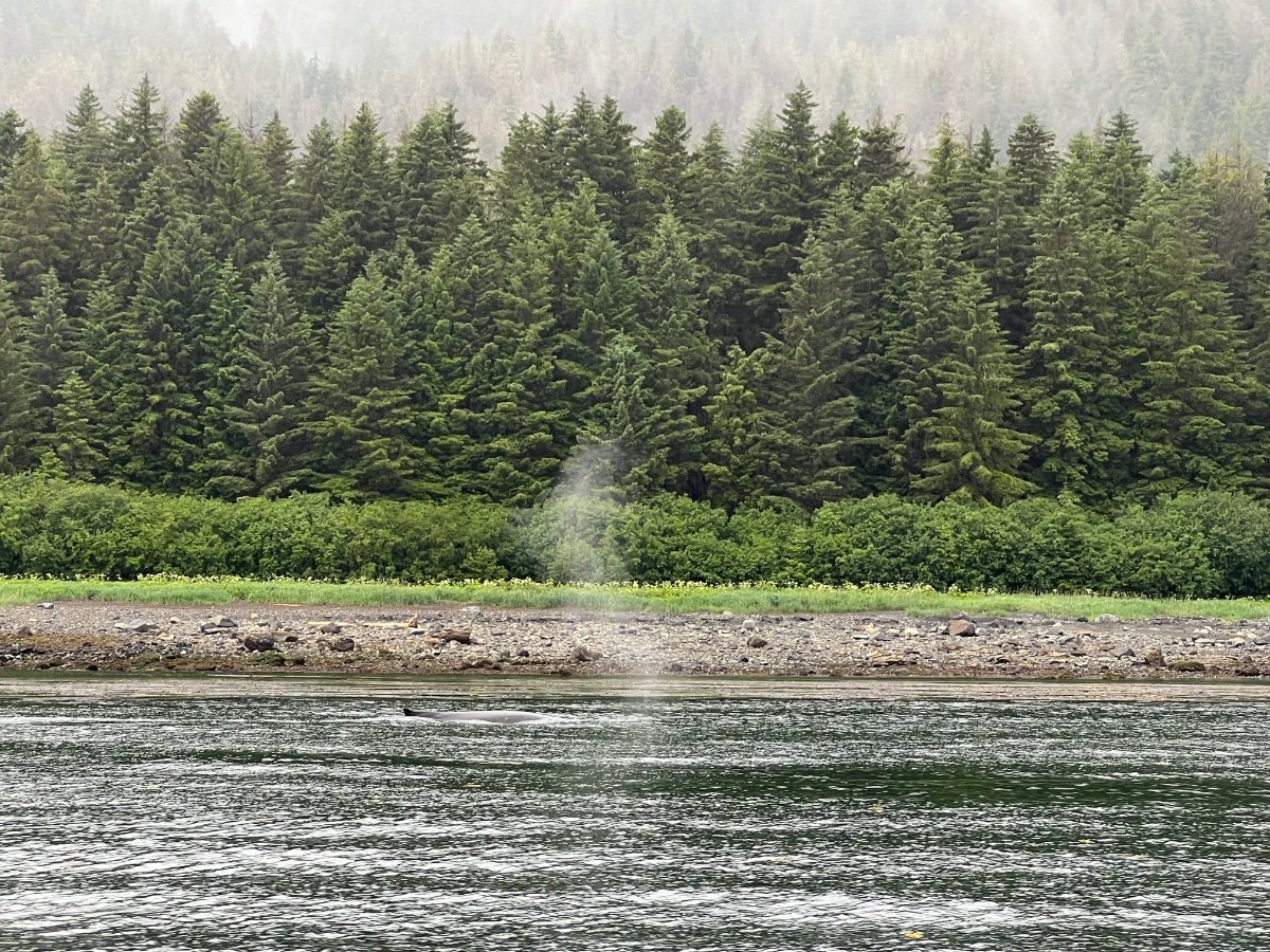 Joy - 10 day Alaska 6/27-7/7/2025 review - Norwegian Cruise Line ...