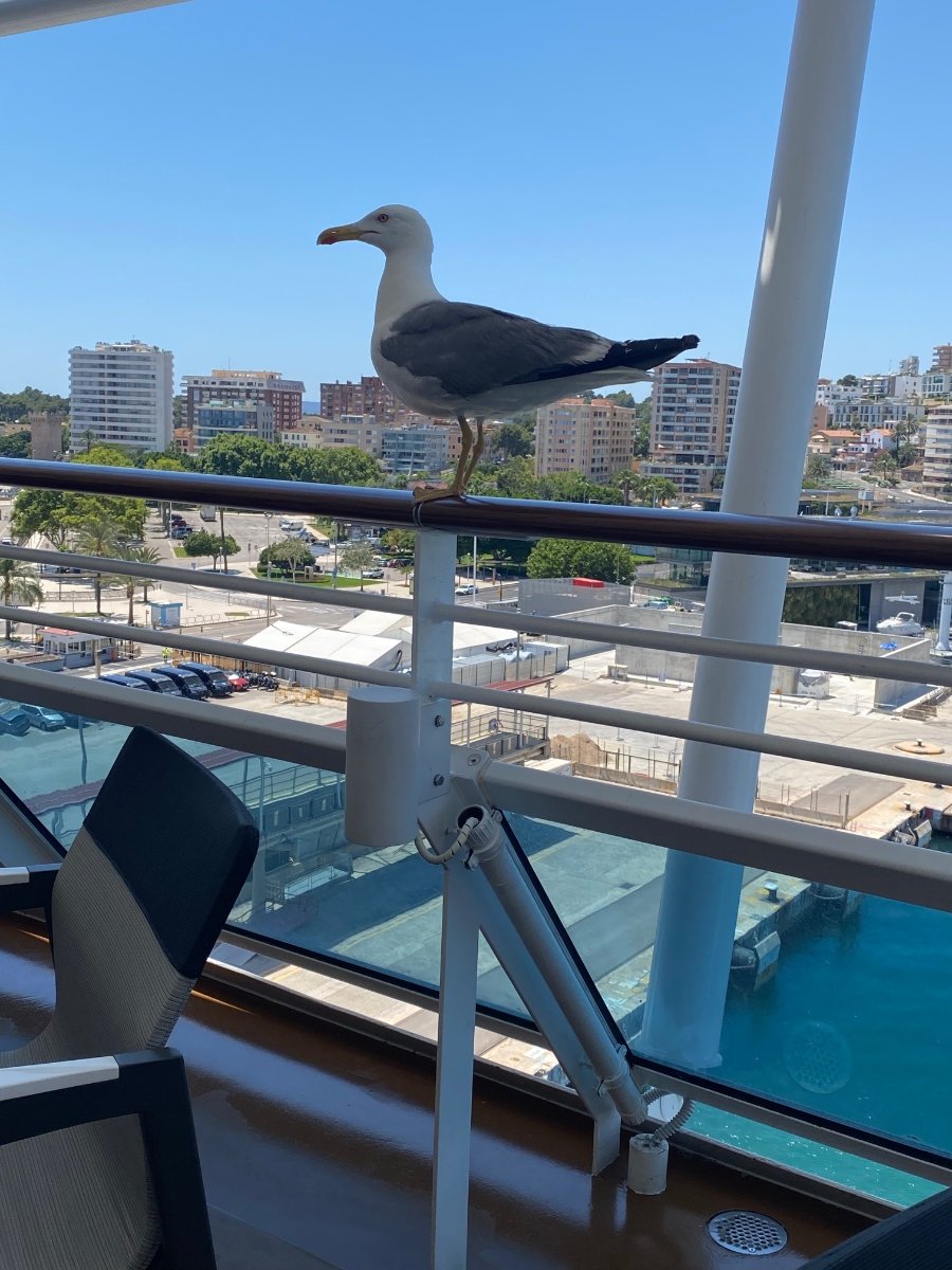 Allora Allura - Page 5 - Oceania Cruises - Cruise Critic Community