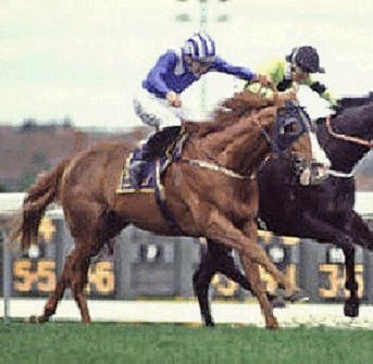 Melbourne Cup Trivia Quiz - Chat - The Race Place
