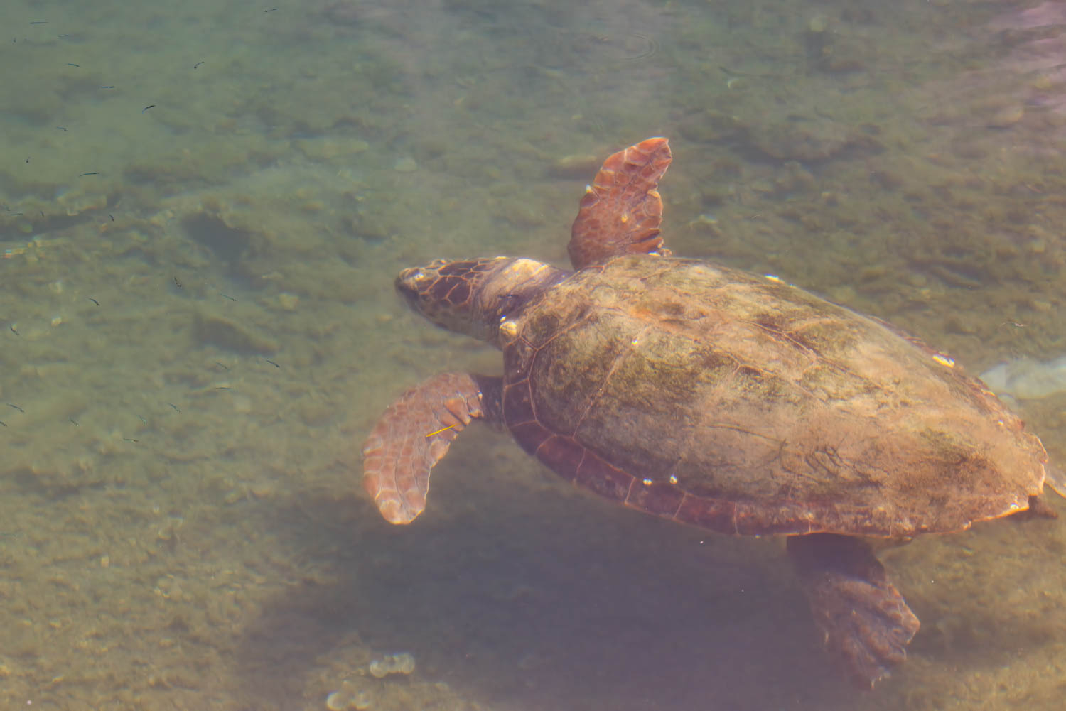 A Journey to Kefalonia - Greek Coins - Numis Forums