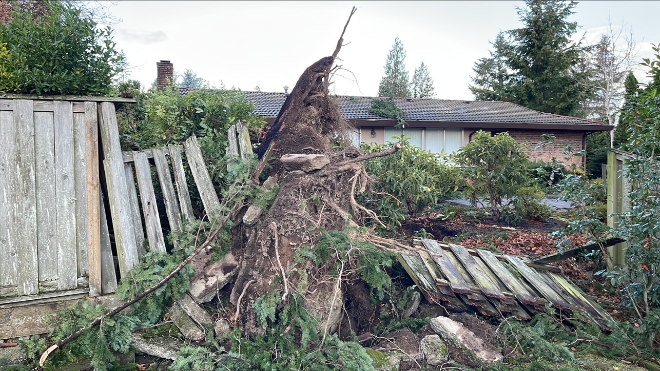 The power of trees - General - Numis Forums
