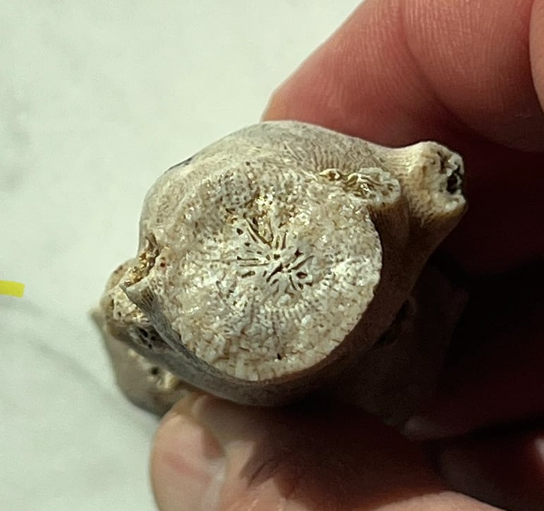Roman Trilobite Pendant - Roman Imperial Coins - Numis Forums