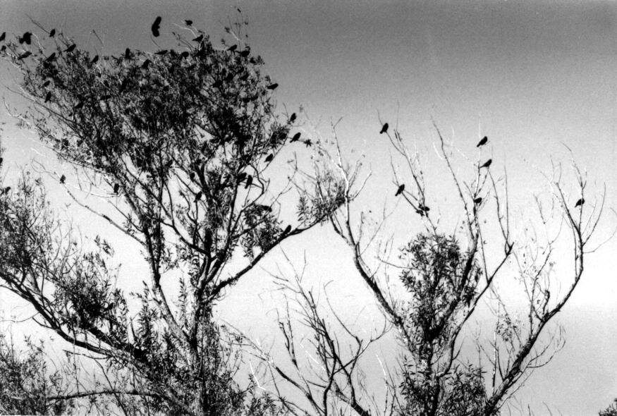 A murder of crows - looking murderous in their tree - Uncategorized ...
