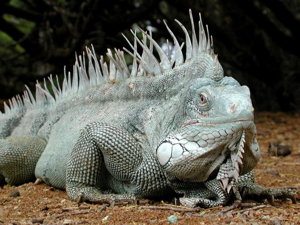 A giant iguana in Washington-Slagbaai National Park, Bonaire(Dutch ...