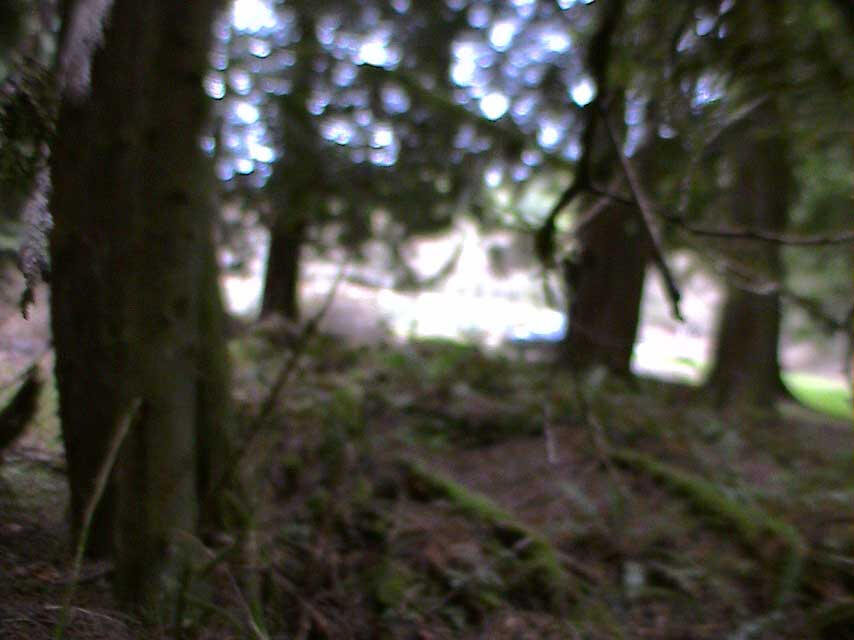 in the forest with my wide angle lens - Uncategorized - Photo.net
