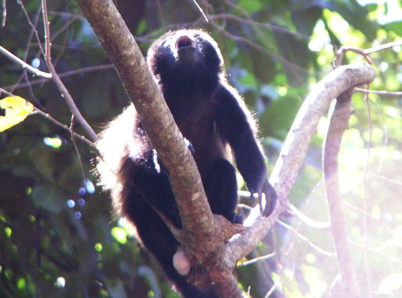 Another howler. Ok, we're leaving. Flare is from monkey pee. I need to ...