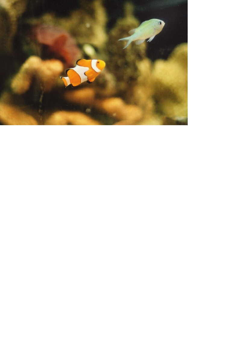 My Clown fish and Chromis from my work tank - Uncategorized - Photo.net