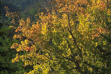 A rare splash of fall color in Big Sur. I took this photo in the ...